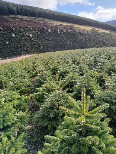 Caberston Farm Christmas Trees - Nordman Fir